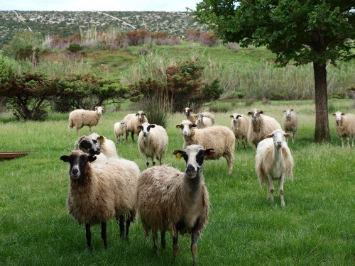 Pag Island and Sampling Heavenly Cheeses {Paški Sir}