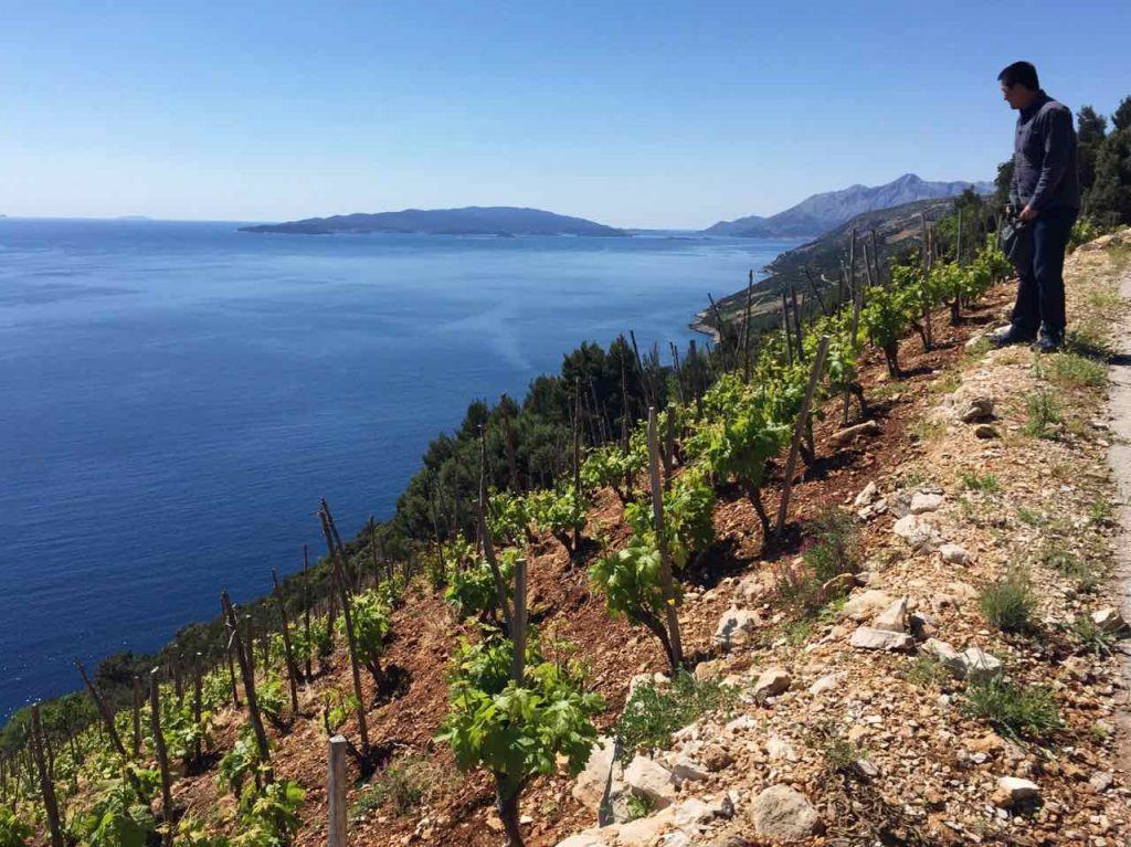 Best Croatian Wine: 5 Grapes That Wine Lovers Must Try In Croatia
