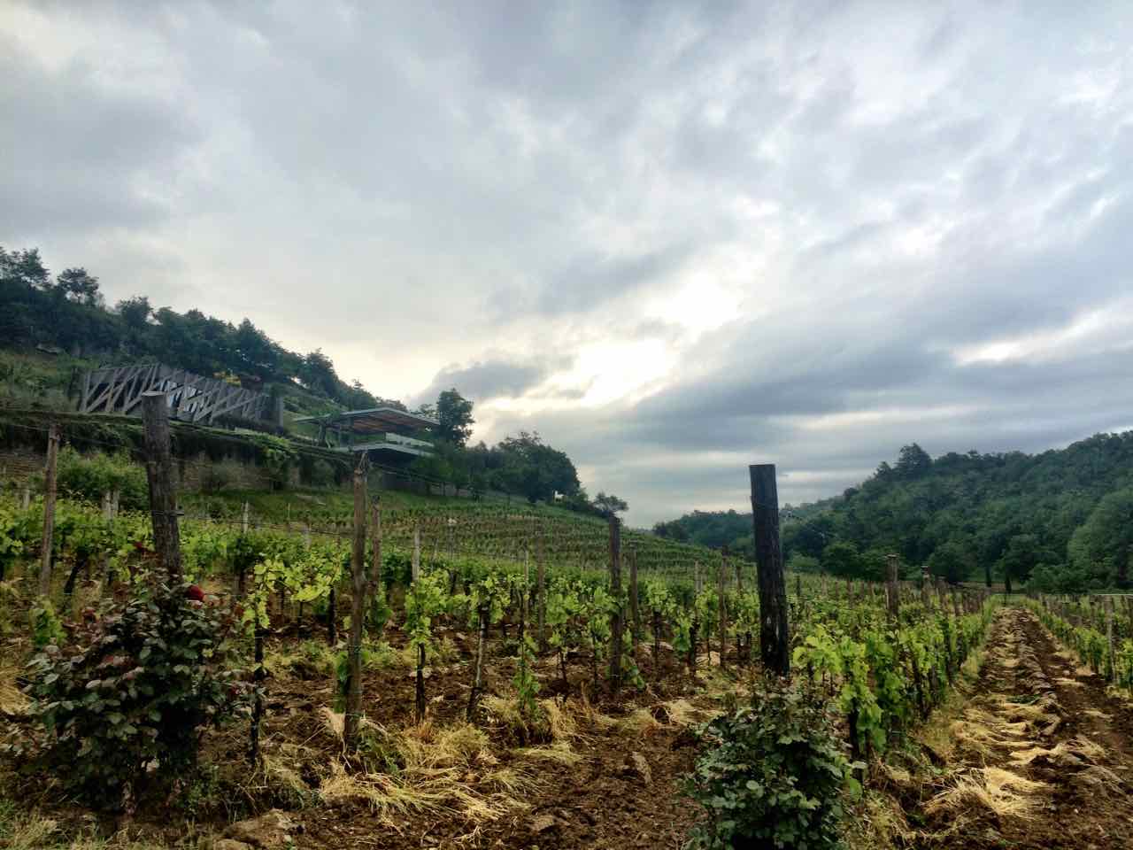 Best Croatian Wine: 5 Grapes That Wine Lovers Must Try In Croatia