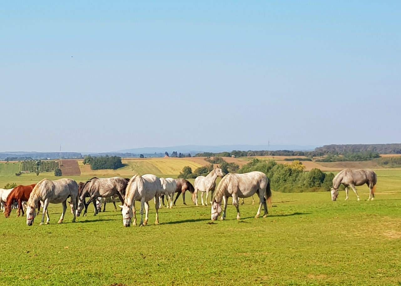 Things To Do In Slavonia Croatia