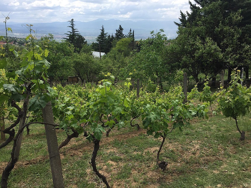 All You Need To Know About Macedonian Wine | Chasing the Donkey