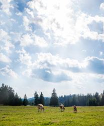10 Best Things to Do in Rogla, Slovenia | Chasing the Donkey